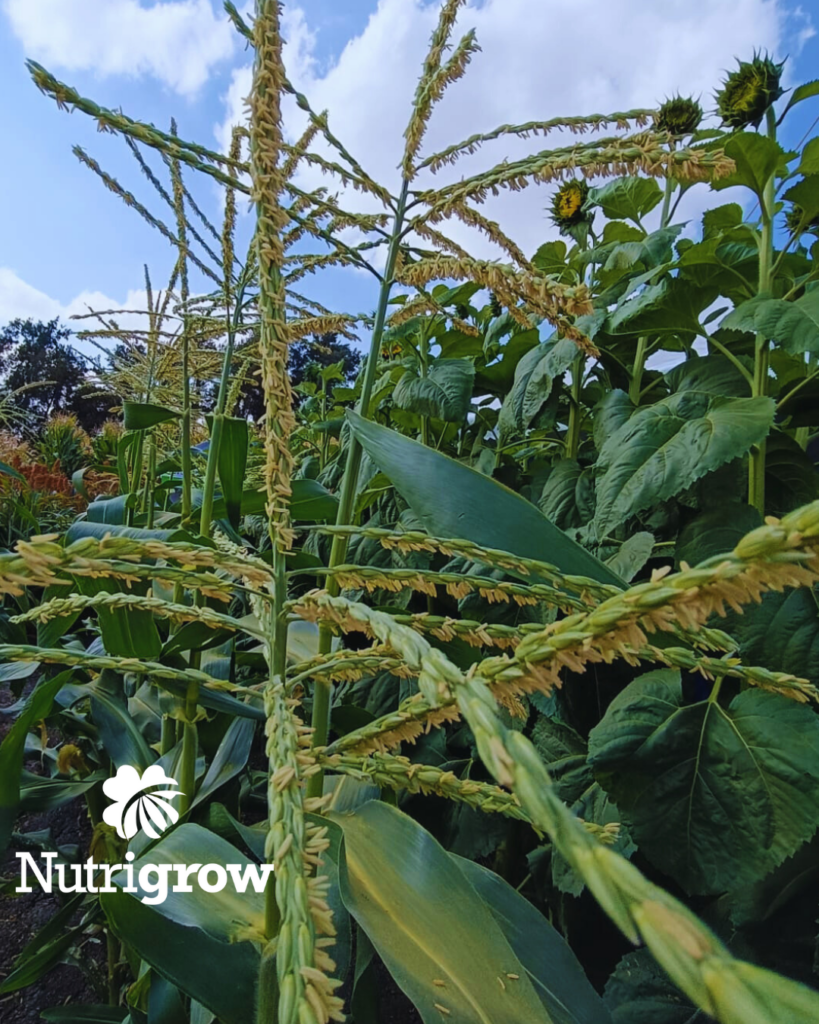 GRUPO NUTRIGROW